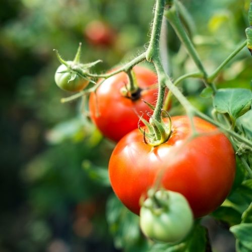 Cocoseed – Kendi Bitkini Yetiştir